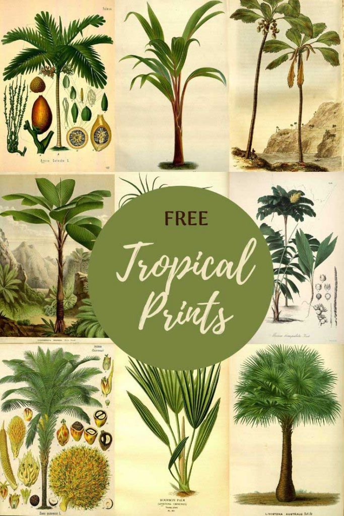 21 Fantastic Botanical Palm Tree Illustrations To Print - Picture Box Blue