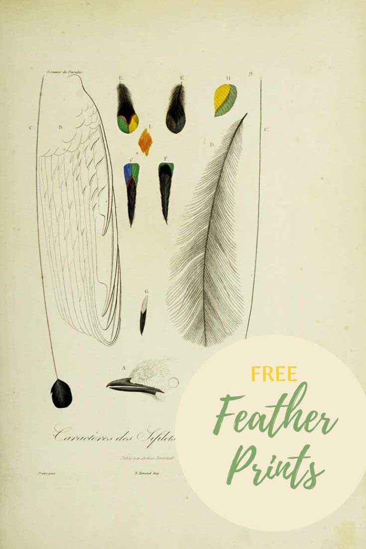 Free Colorful Vintage Illustrations Of Feathers And Plumage - Picture ...