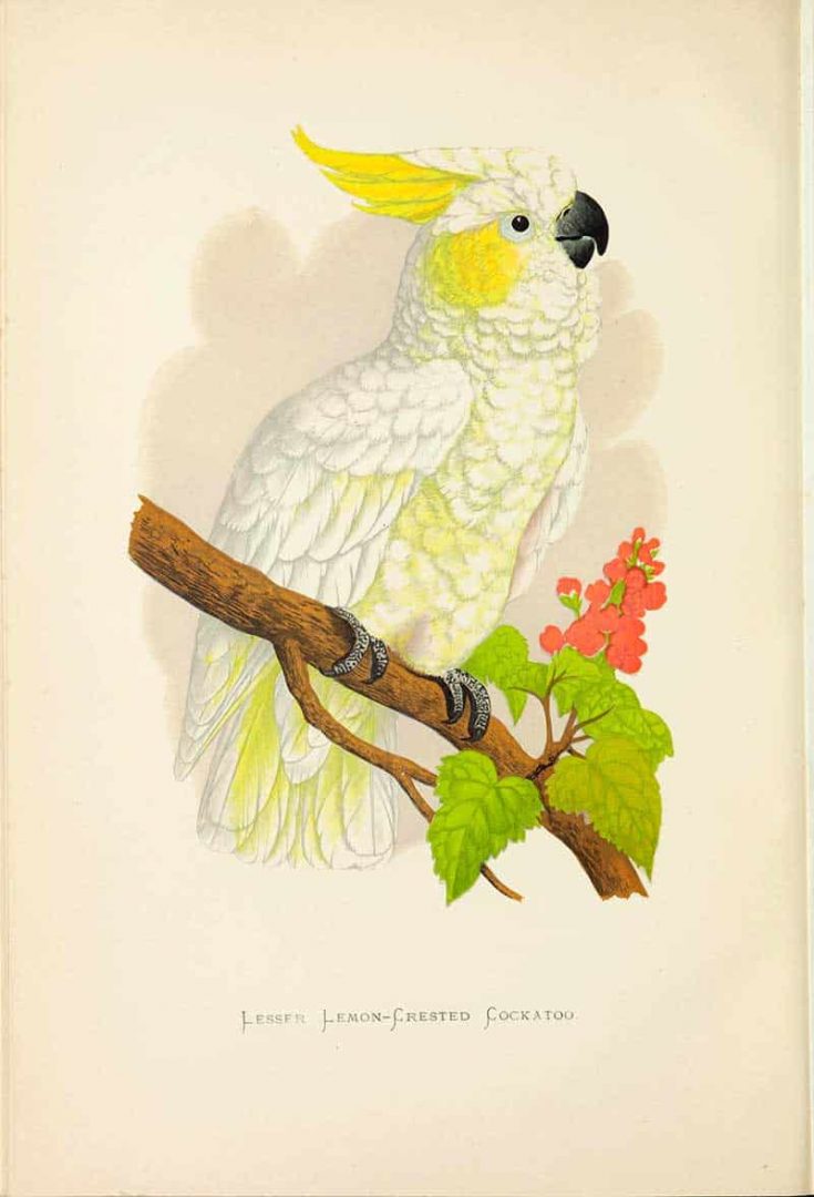 21 Extraordinary Free Vintage Cockatoo Paintings & Prints To Download ...