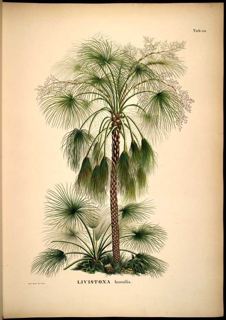 21 Fantastic Botanical Palm Tree Illustrations To Print - Picture Box Blue