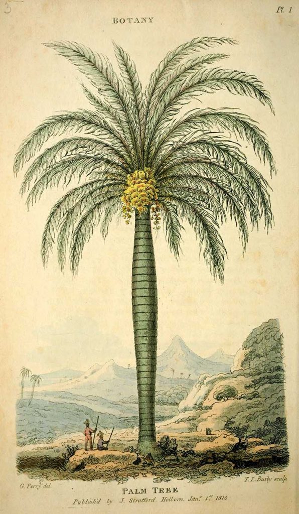 21 Fantastic Botanical Palm Tree Illustrations To Print - Picture Box Blue