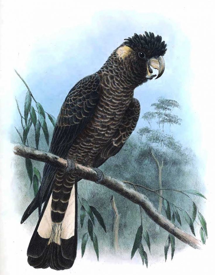 21 Extraordinary Free Vintage Cockatoo Paintings & Prints To Download ...