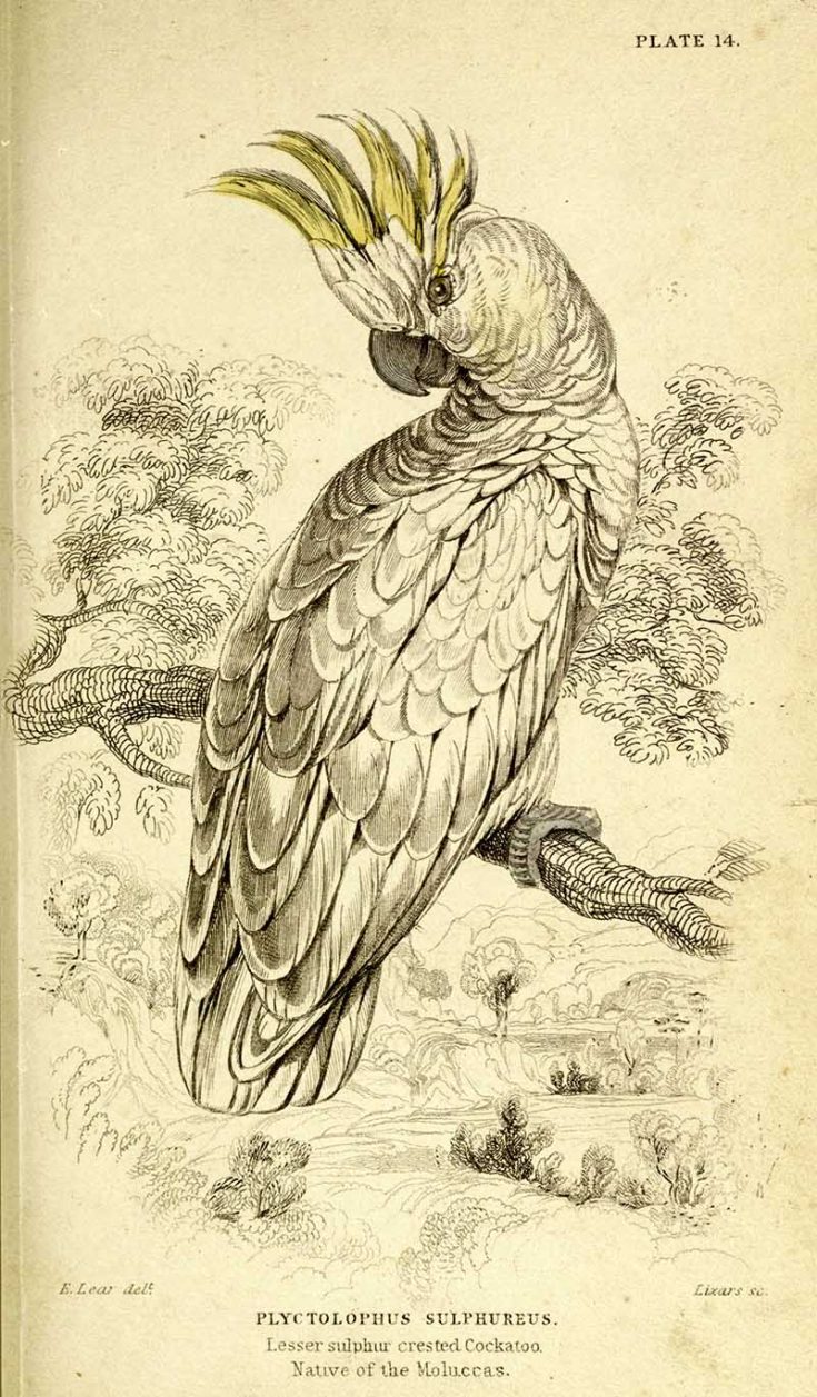 21 Extraordinary Free Vintage Cockatoo Paintings & Prints To Download ...
