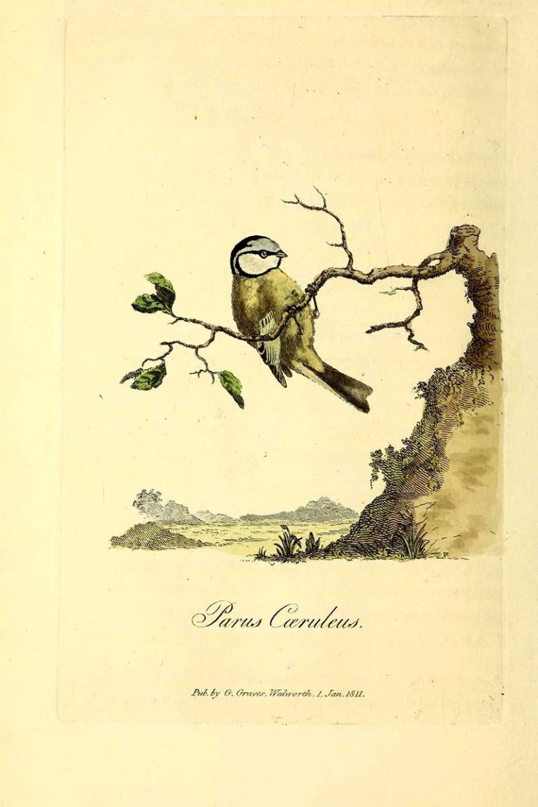 Free Wonderful Vintage Blue Tit Drawings For Spring - Picture Box Blue