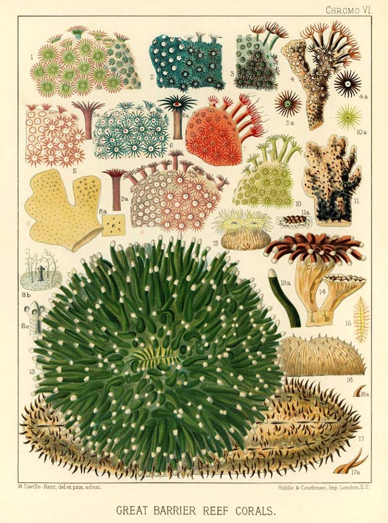 14 Vintage Coral Reef Illustrations in the Public Domain: Exploring ...