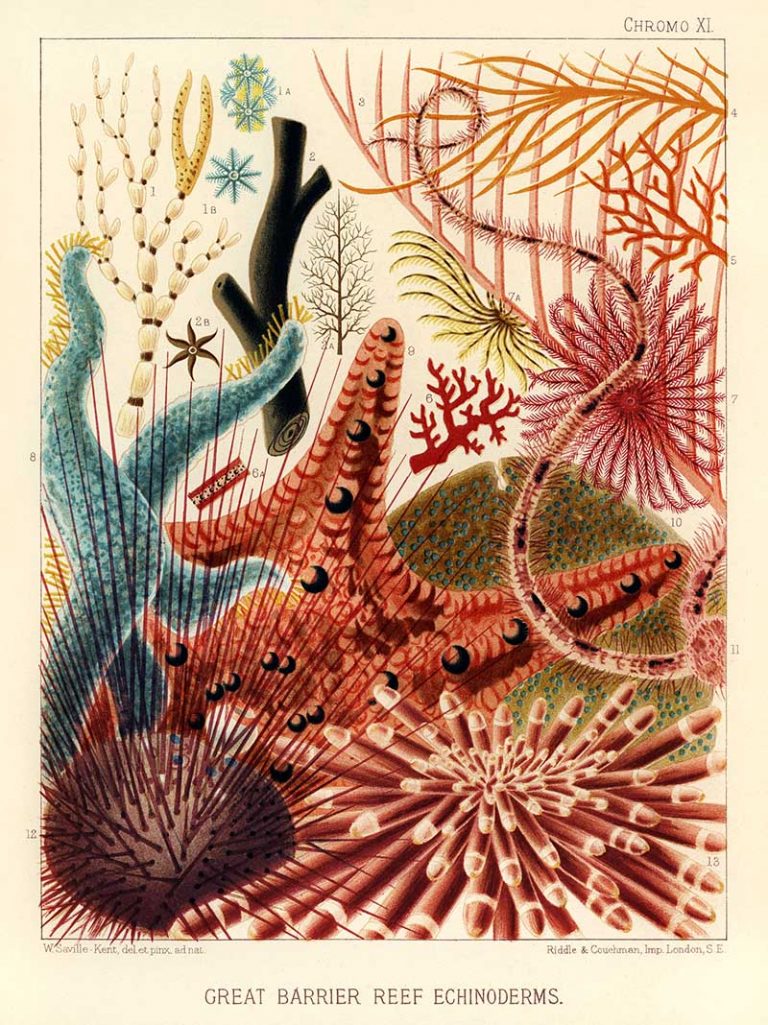 14 Vintage Coral Reef Illustrations in the Public Domain: Exploring ...