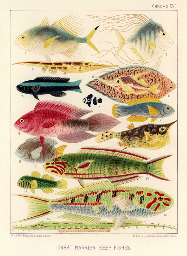 14 Vintage Coral Reef Illustrations in the Public Domain: Exploring ...