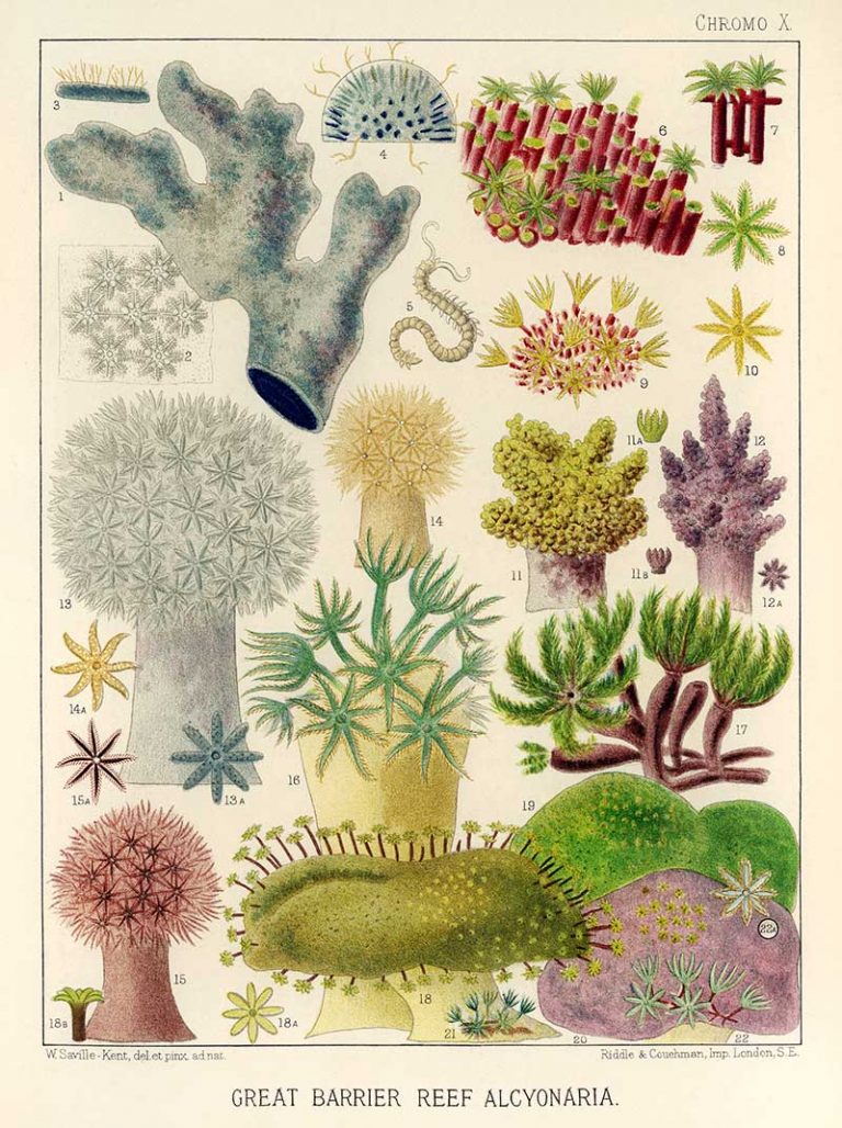 14 Vintage Coral Reef Illustrations in the Public Domain: Exploring ...