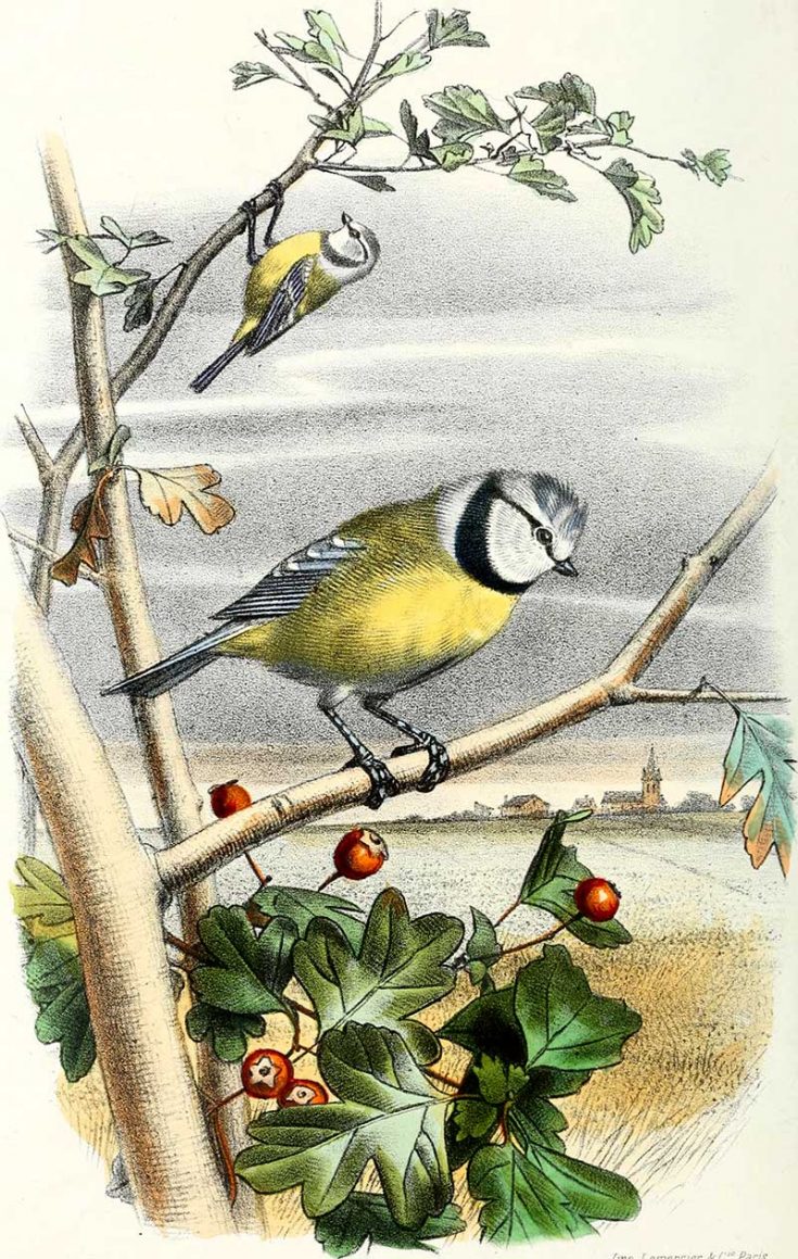 Free Wonderful Vintage Blue Tit Drawings For Spring - Picture Box Blue