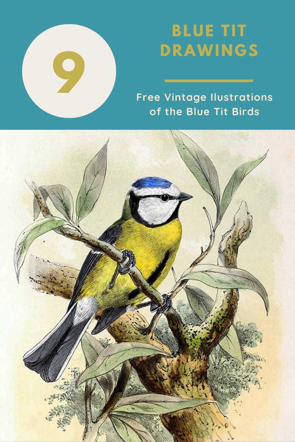 Free Wonderful Vintage Blue Tit Drawings For Spring - Picture Box Blue