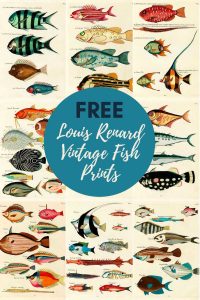 Discovering Louis Renard: Beautiful Fish Illustrations Now Free to ...