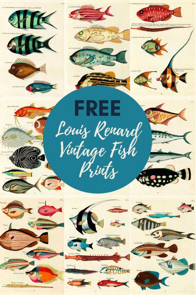 Discovering Louis Renard: Beautiful Fish Illustrations Now Free to ...