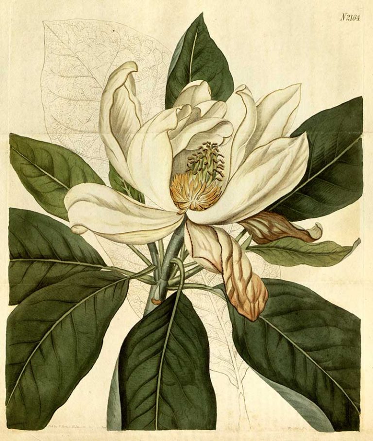 Gorgeous Free Vintage Magnolia Prints To Download - Picture Box Blue