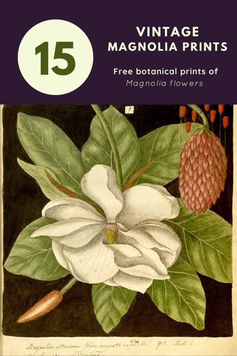 Gorgeous Free Vintage Magnolia Prints To Download - Picture Box Blue