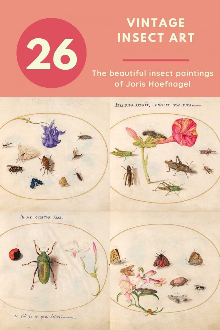 26 Free Famous Insect Art Prints Of Joris Hoefnagel - Picture Box Blue