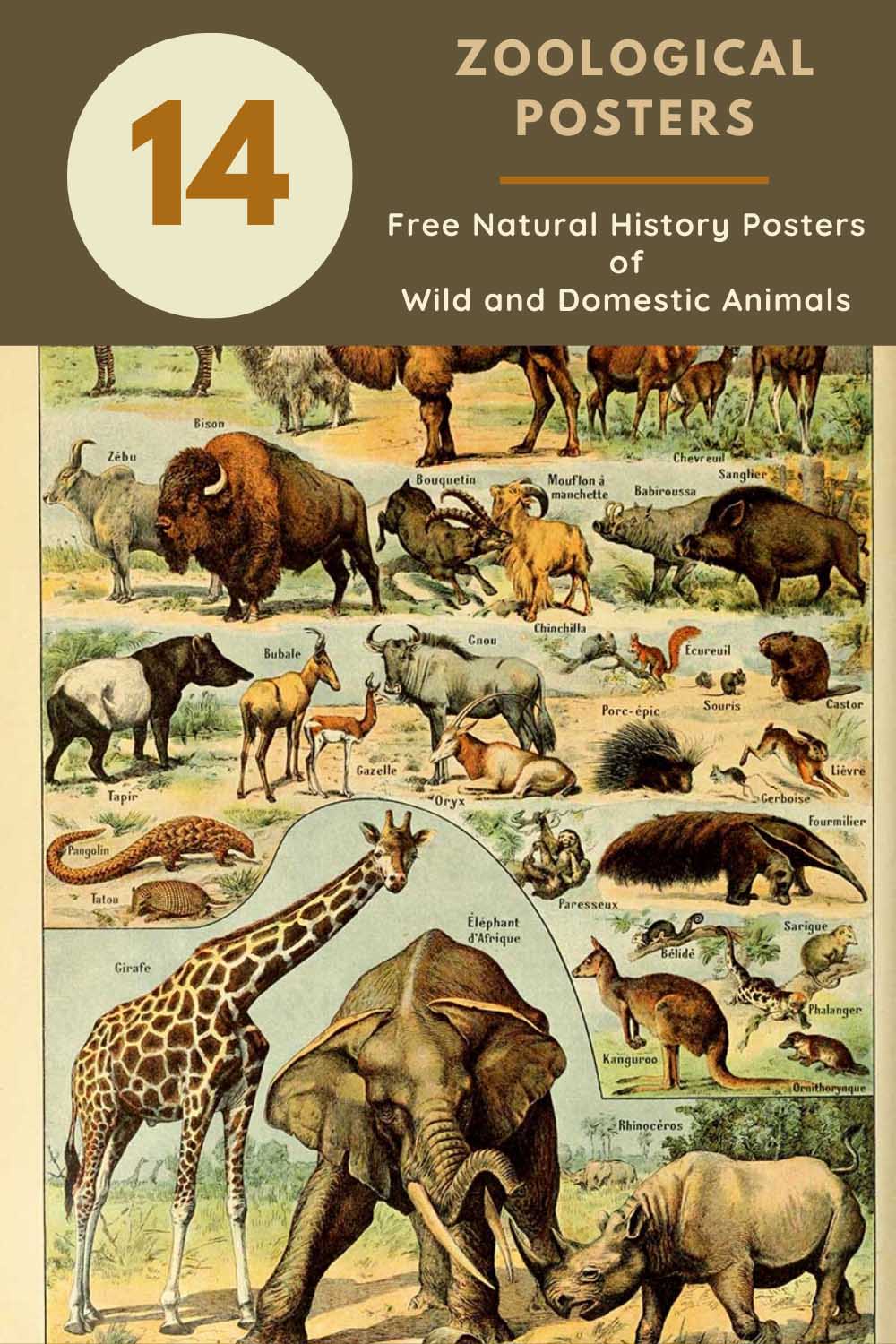 14 Free Animal Posters From Illustrated Larousse Dictionaries - Picture ...