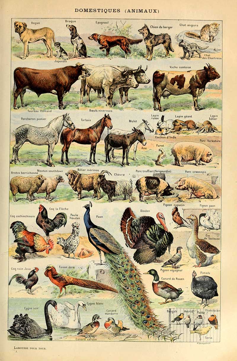 14 Free Animal Posters From Illustrated Larousse Dictionaries - Picture ...
