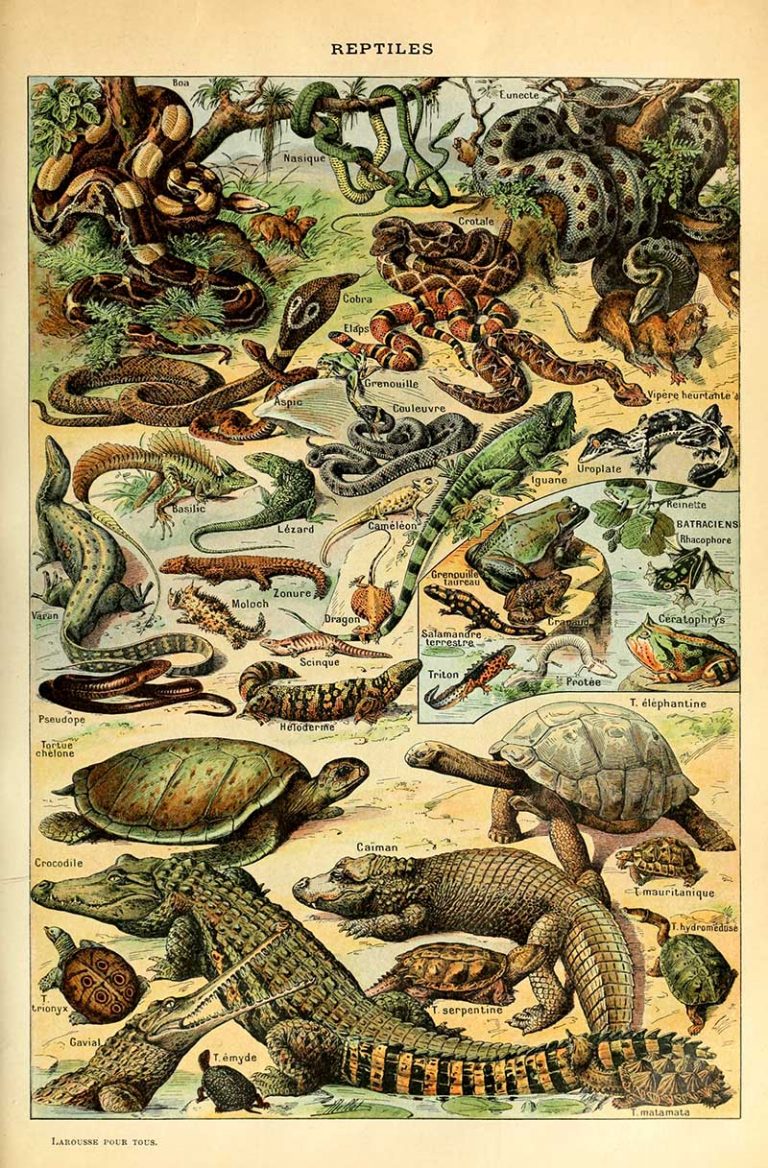 14 Free Animal Posters From Illustrated Larousse Dictionaries - Picture ...