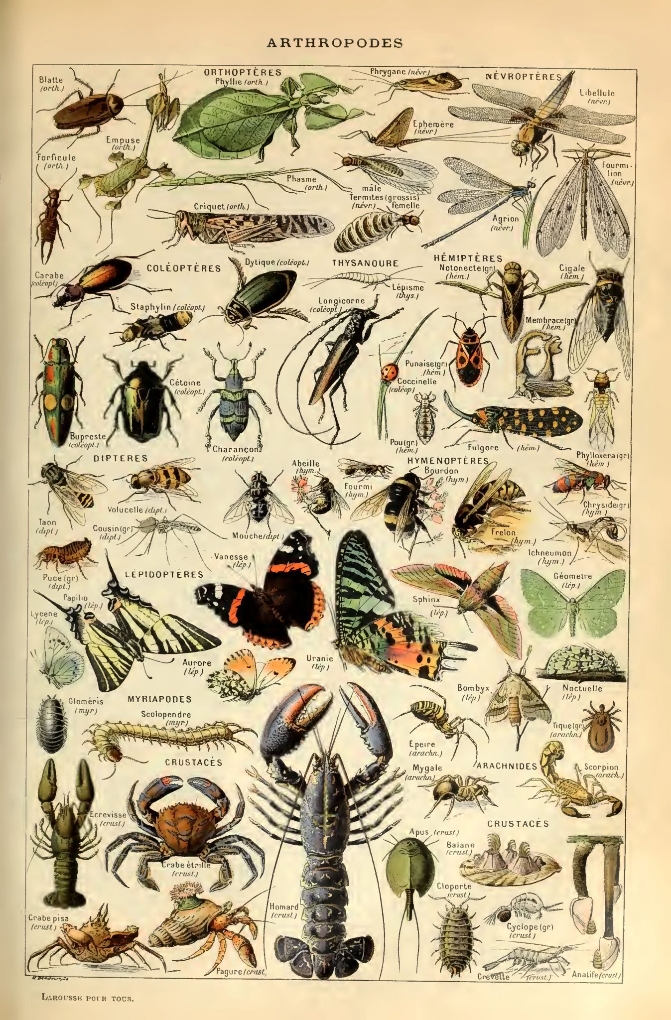 14 Free Animal Posters From Illustrated Larousse Dictionaries - Picture ...