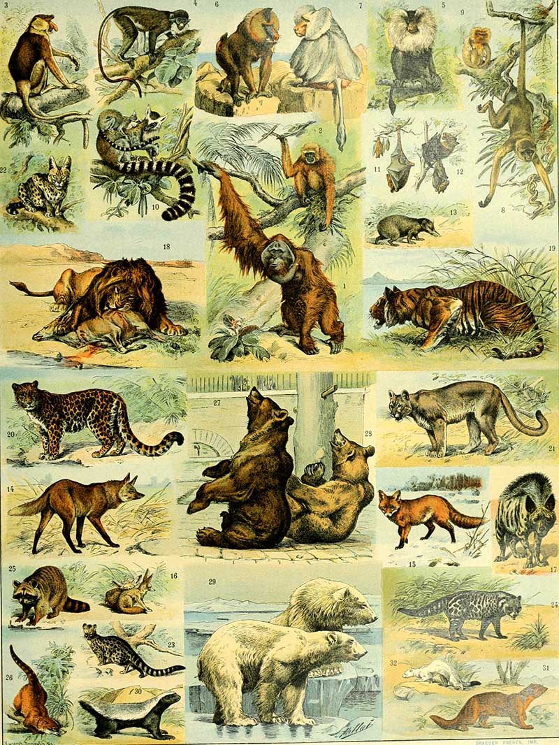 14 Free Animal Posters From Illustrated Larousse Dictionaries - Picture ...