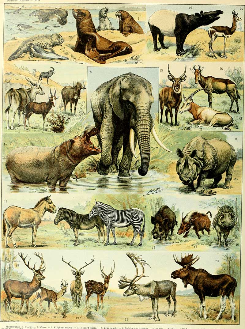 14 Free Animal Posters From Illustrated Larousse Dictionaries - Picture ...