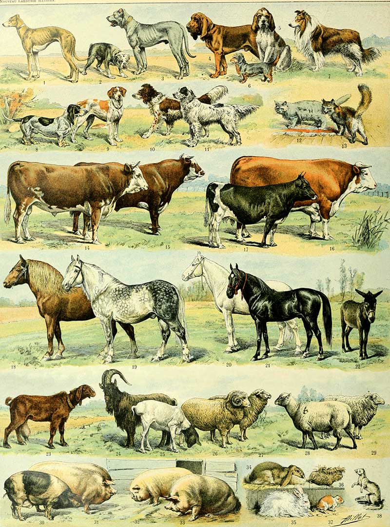 14 Free Animal Posters From Illustrated Larousse Dictionaries - Picture ...