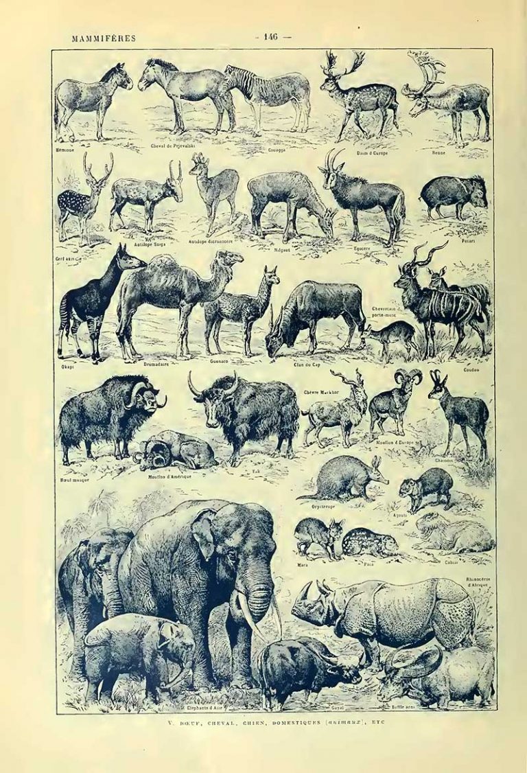14 Free Animal Posters From Illustrated Larousse Dictionaries - Picture ...