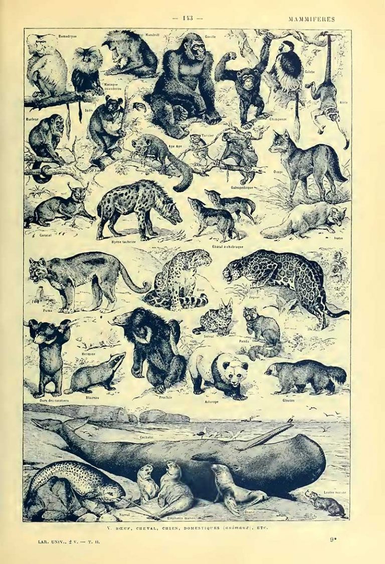 14 Free Animal Posters From Illustrated Larousse Dictionaries - Picture ...