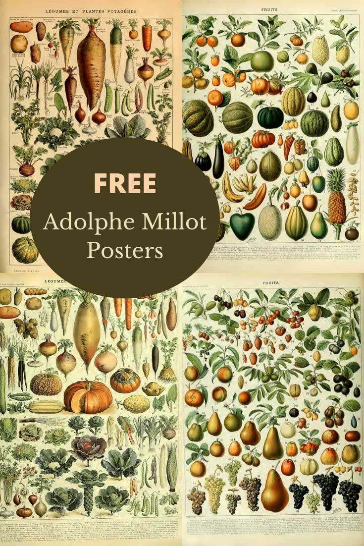 Free Vintage Fruit and Vegetable Prints by Adolphe Millot - Picture Box ...