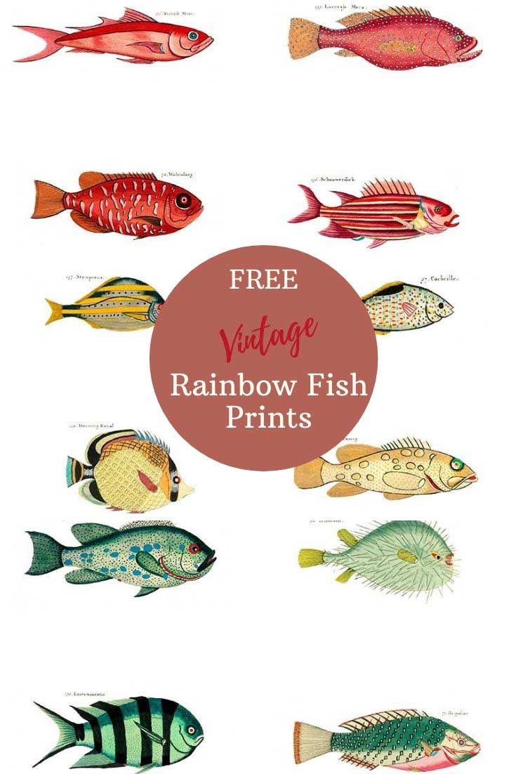 Vintage Art, Modern Flair: A Rainbow Fish Display Using Louis Renard ...