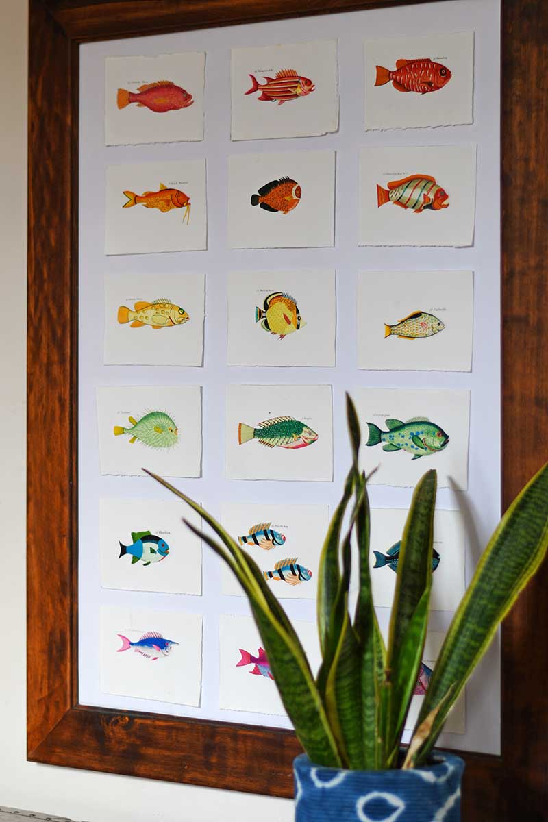 Vintage Art, Modern Flair: A Rainbow Fish Display Using Louis Renard ...