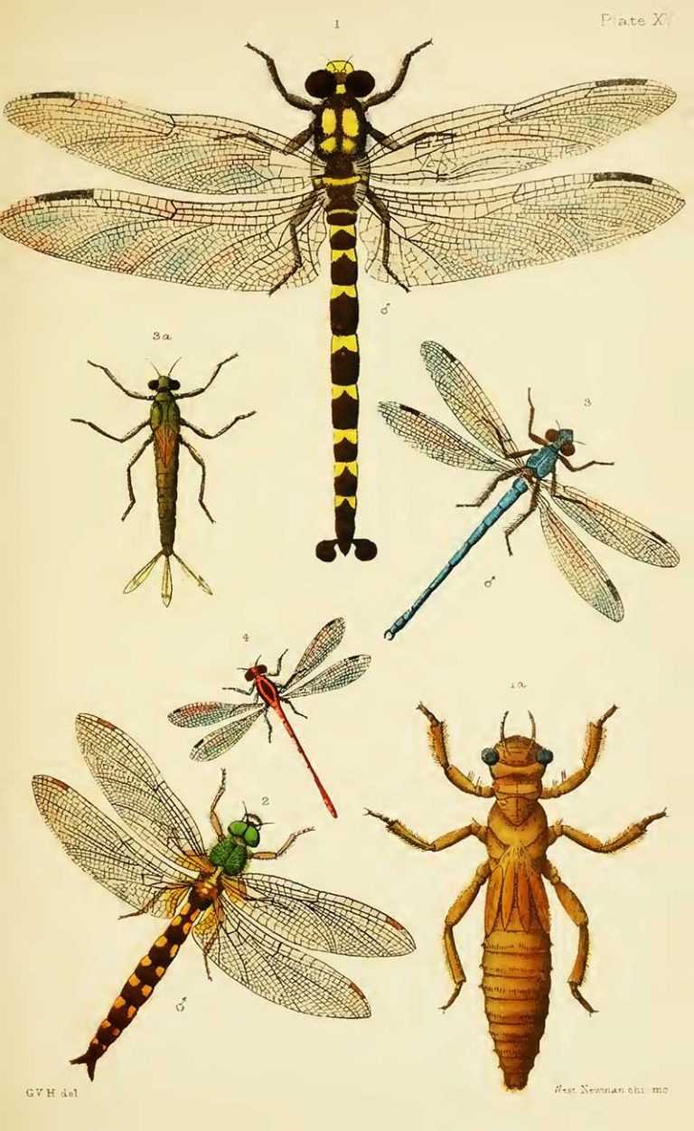 22 Vintage Dragonfly Drawings & Illustrations: Inspiration for Art ...