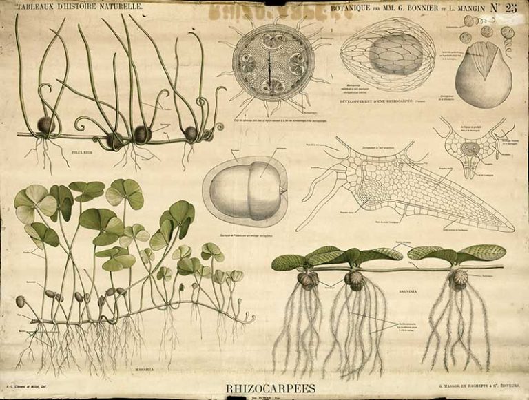 Vintage Free Natural History School Emile Deyrolle Posters - Picture ...
