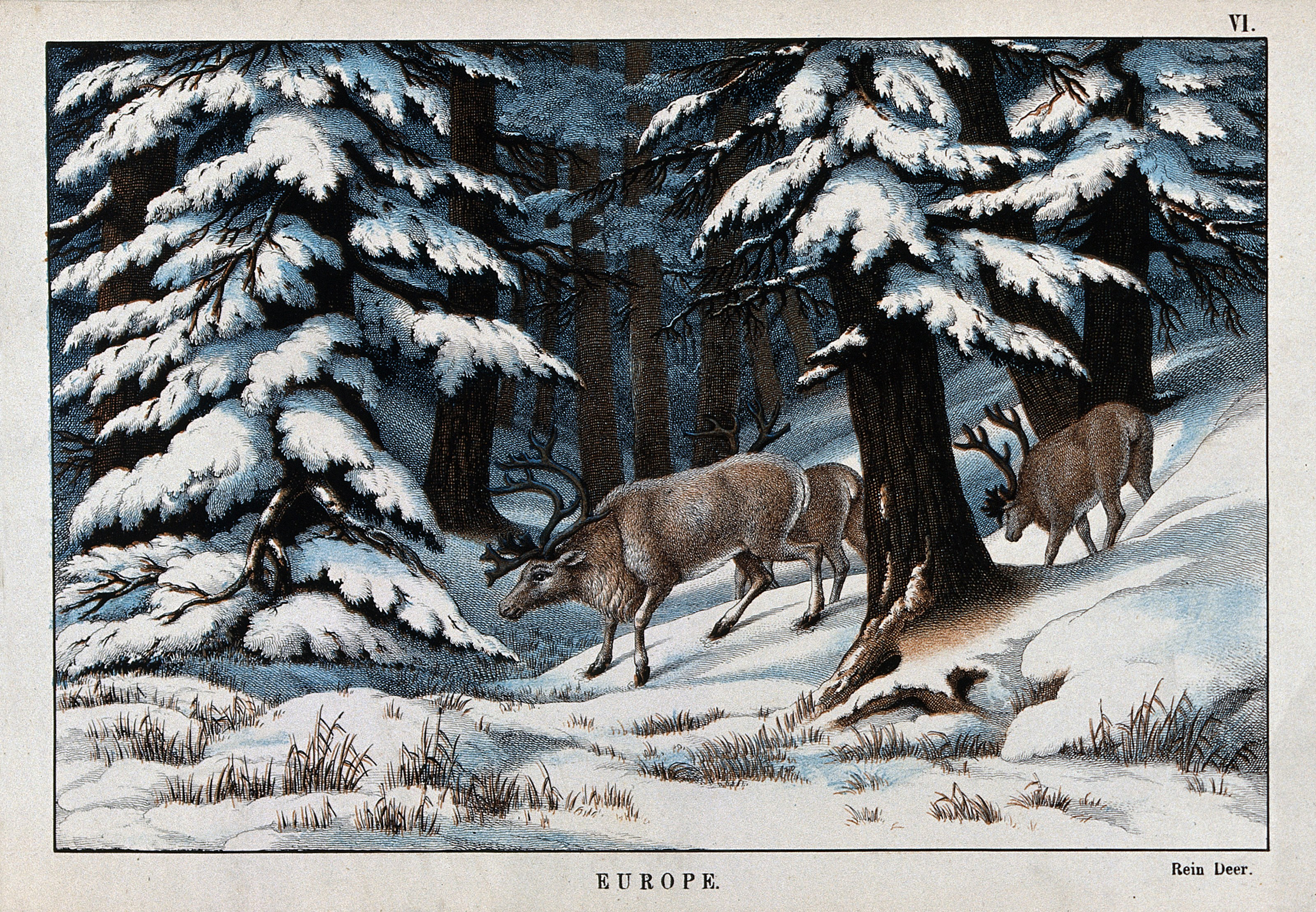 14 Wonderful Vintage Reindeer Drawings in the Public Domain - Picture ...