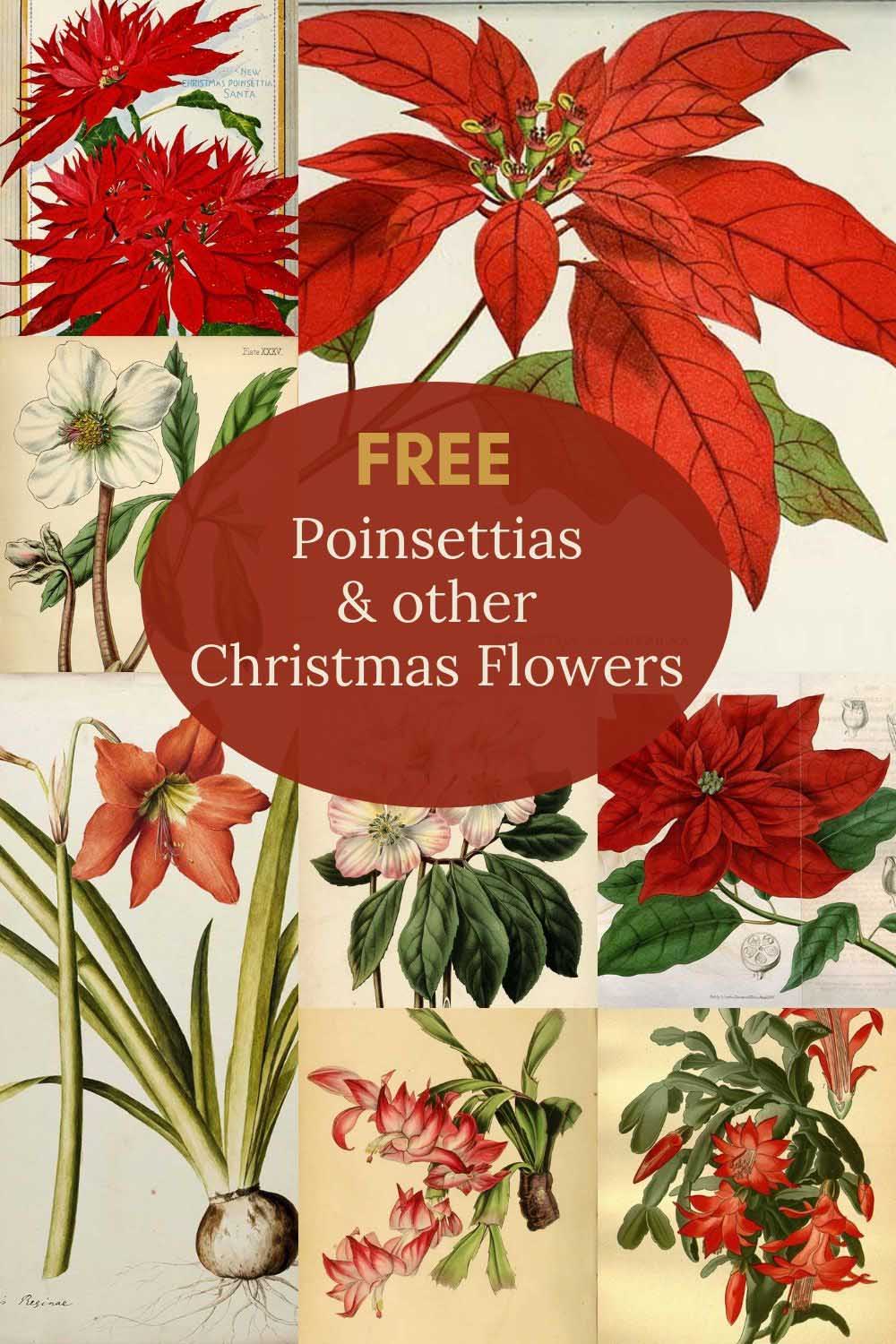 Free vintage Poinsettia Drawings and other Christmas Flowers - Picture ...