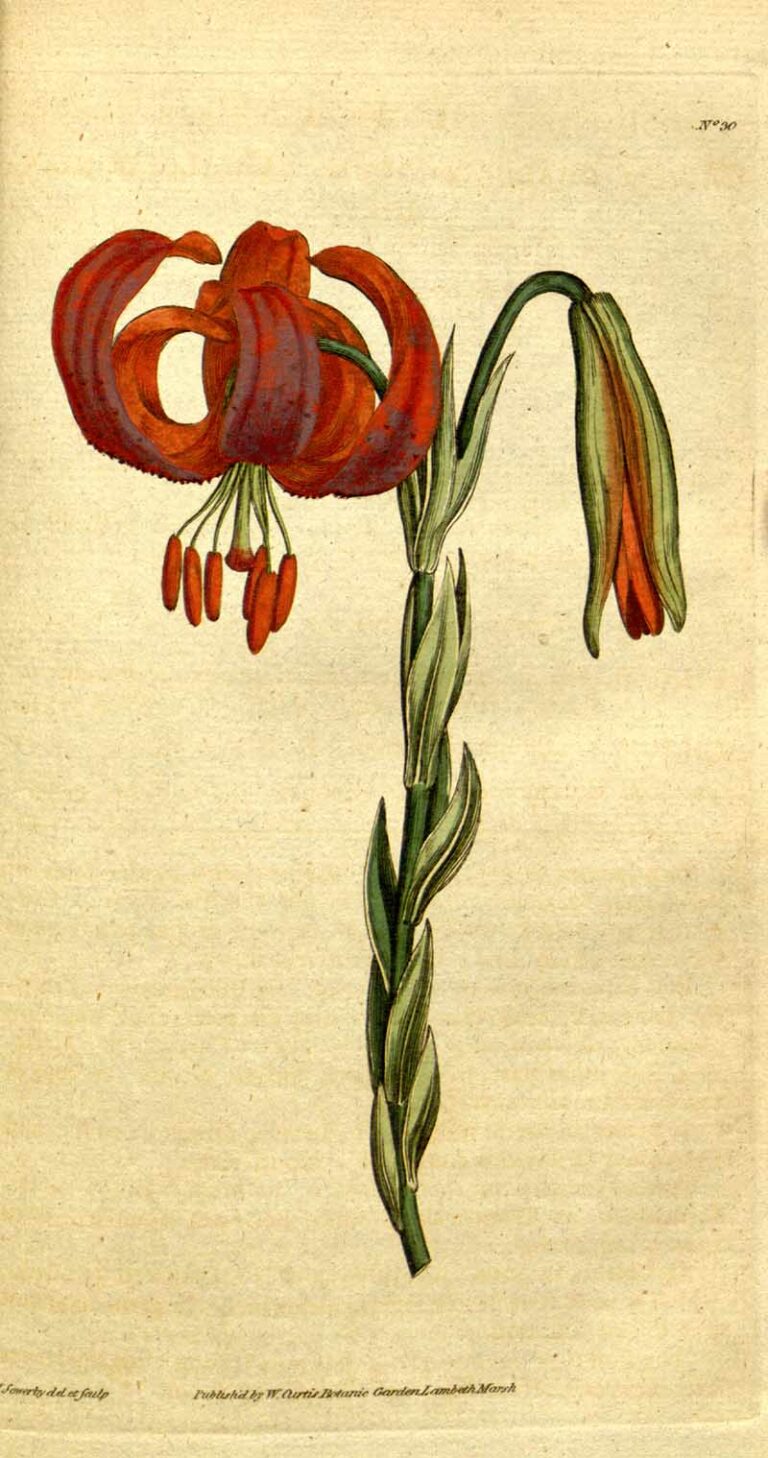 26 Gorgeous Free Lily Flower Illustrations and Drawings - Picture Box Blue