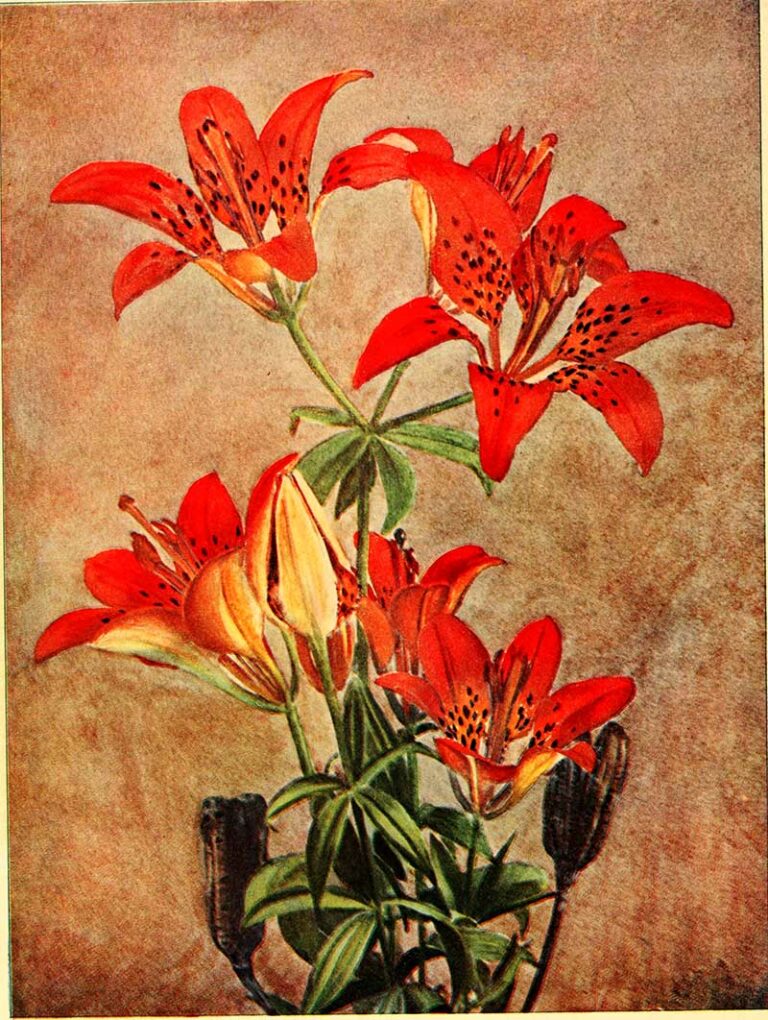 26 Gorgeous Free Lily Flower Illustrations and Drawings - Picture Box Blue