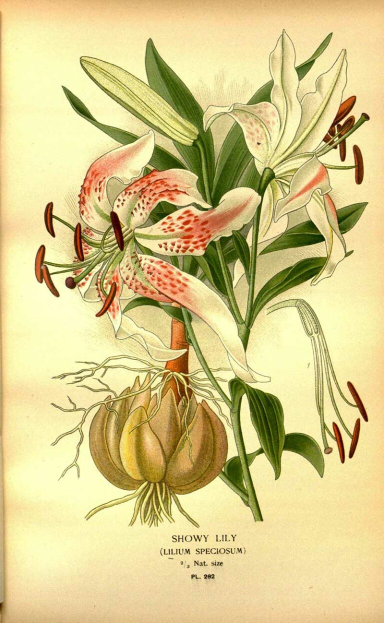 26 Gorgeous Free Lily Flower Illustrations and Drawings - Picture Box Blue