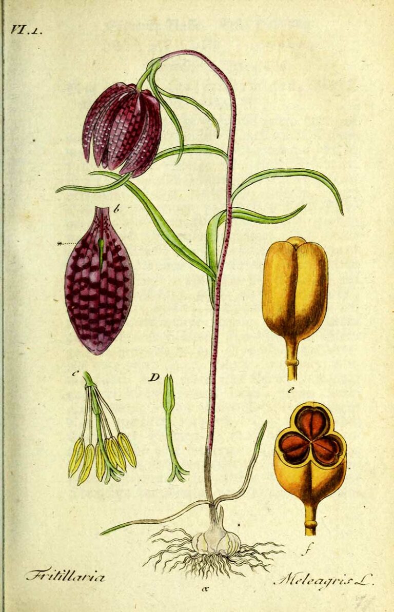 26 Gorgeous Free Lily Flower Illustrations and Drawings - Picture Box Blue