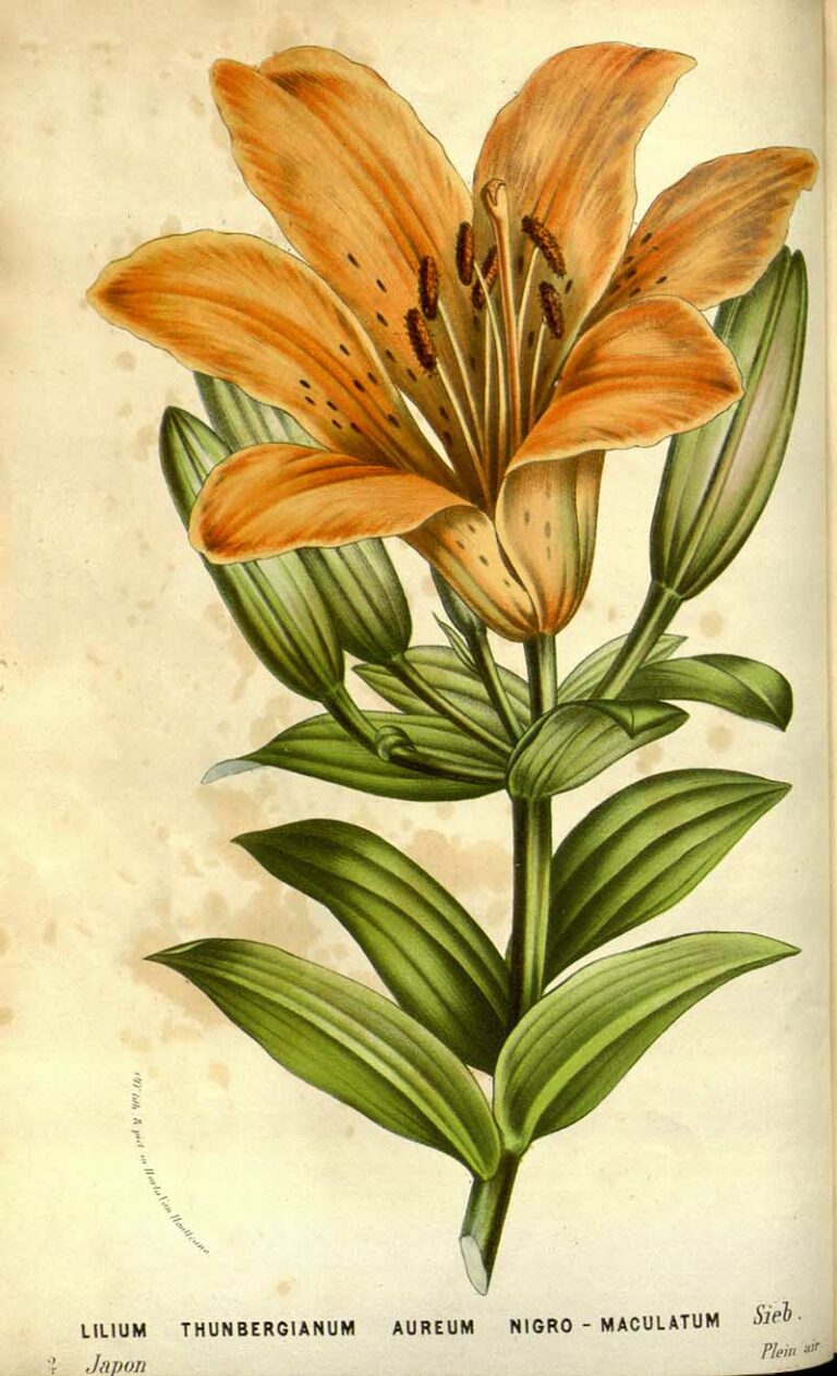 26 Gorgeous Free Lily Flower Illustrations and Drawings - Picture Box Blue