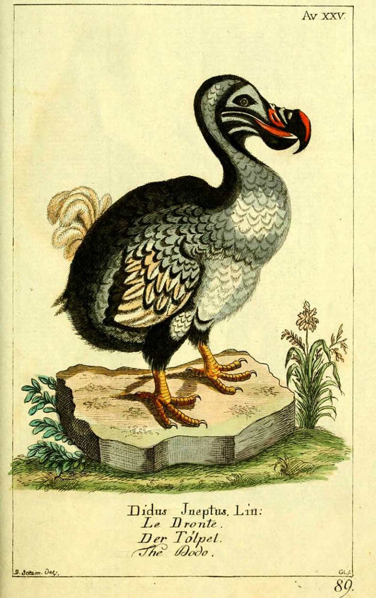 16 Free Dodo Drawings and Illustrations of The Bird - Picture Box Blue
