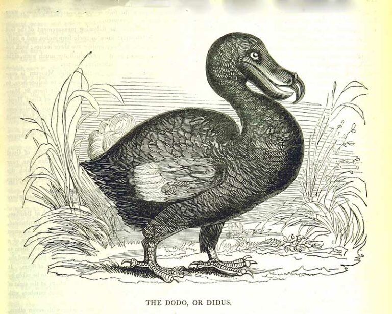 16 Free Dodo Drawings and Illustrations of The Bird - Picture Box Blue