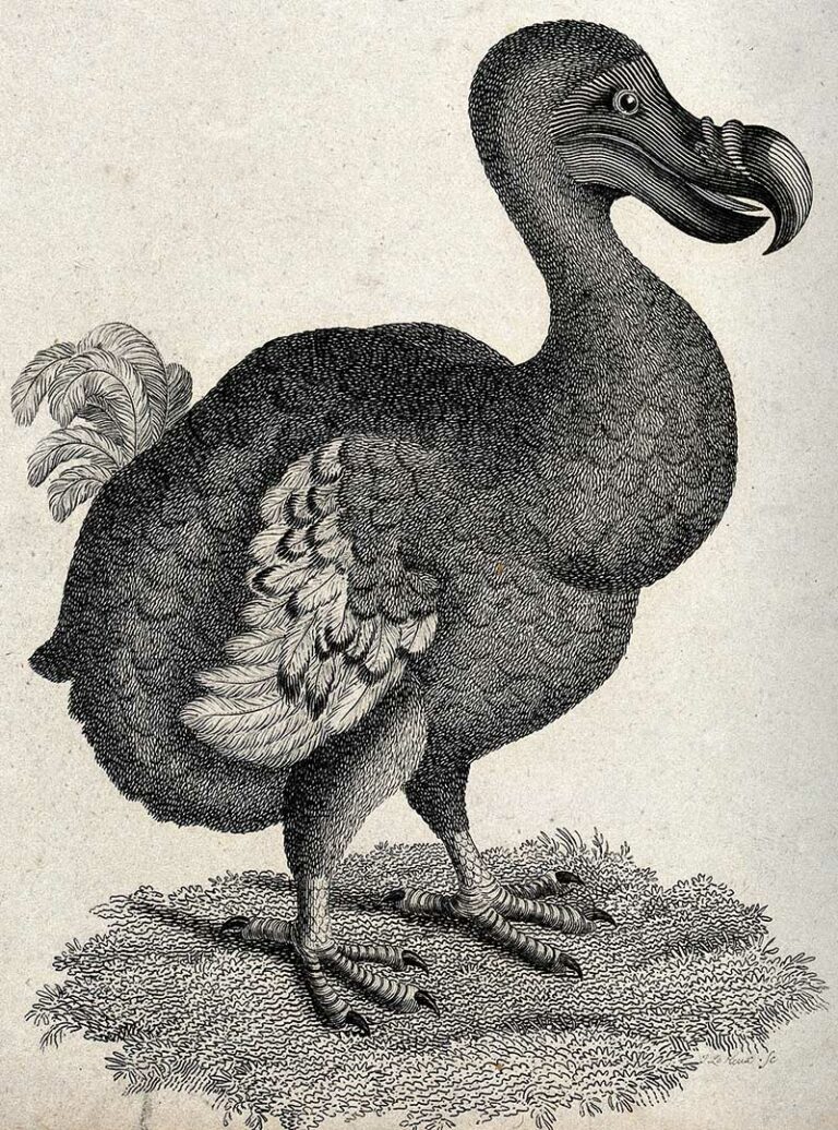 16 Free Dodo Drawings and Illustrations of The Bird - Picture Box Blue