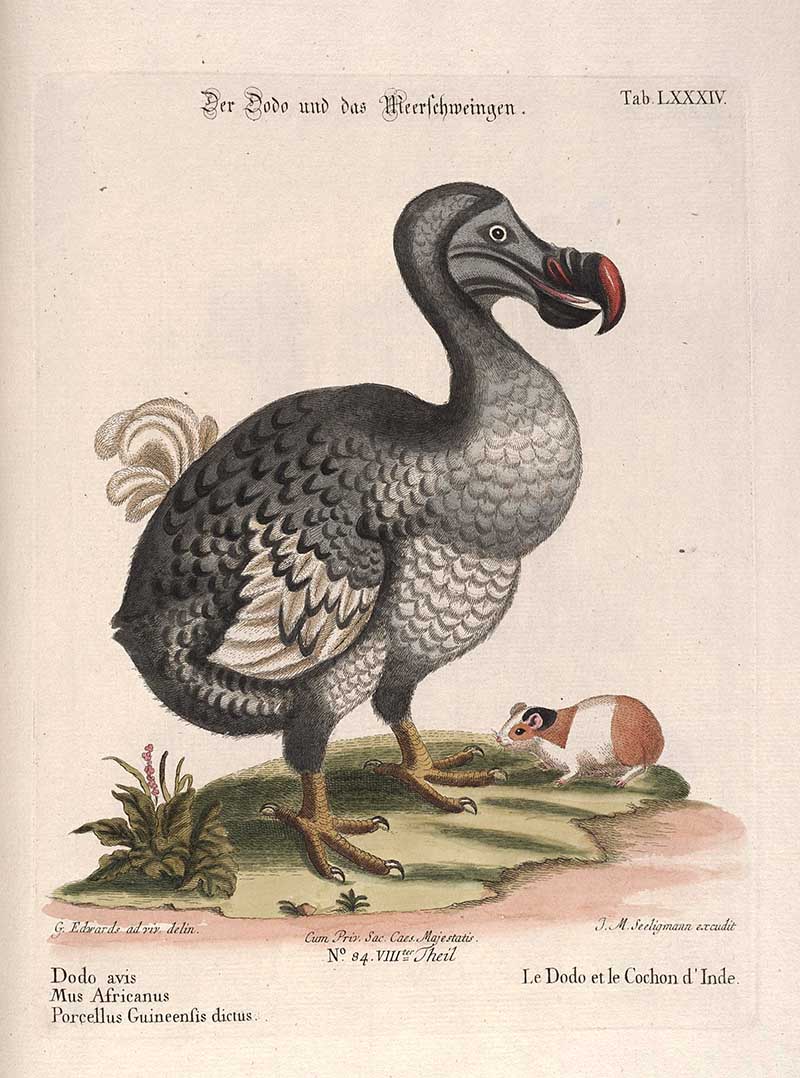 16 Free Dodo Drawings and Illustrations of The Bird - Picture Box Blue