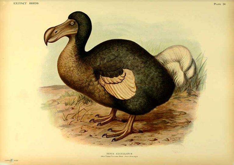 16 Free Dodo Drawings and Illustrations of The Bird - Picture Box Blue