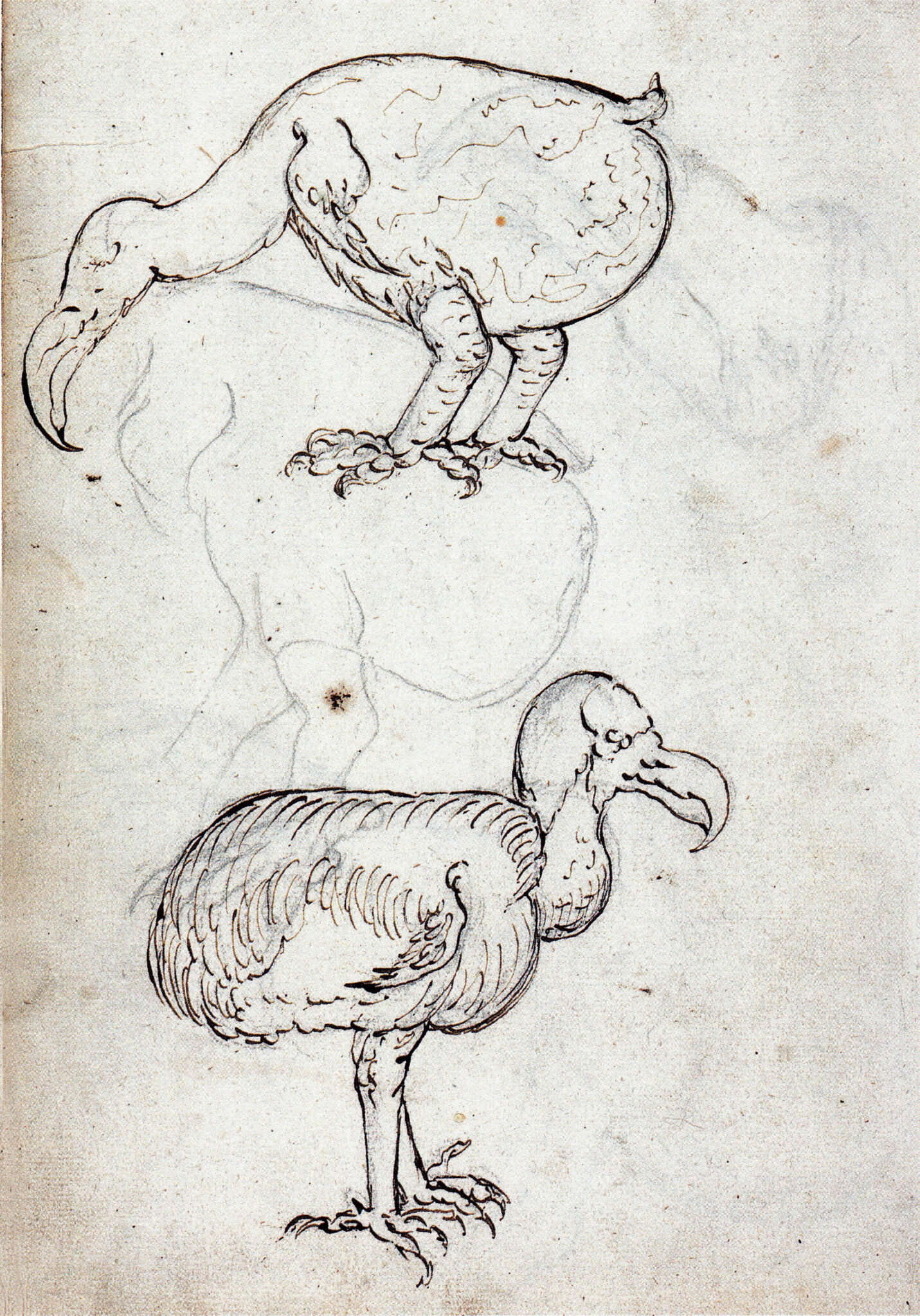 16 Free Dodo Drawings and Illustrations of The Bird - Picture Box Blue