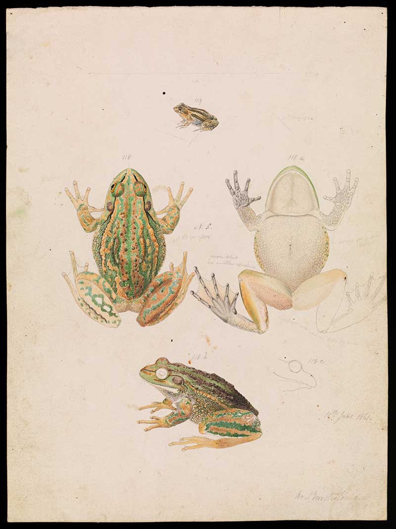 Wonderful Vintage Frog Illustrations To Print For Free Picture Box Blue