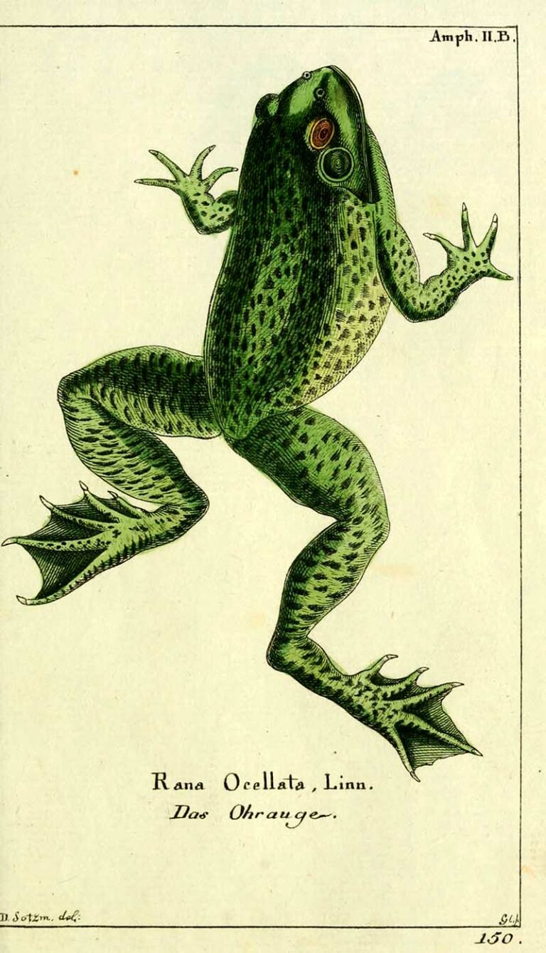 Wonderful Vintage Frog Illustrations To Print For Free - Picture Box Blue