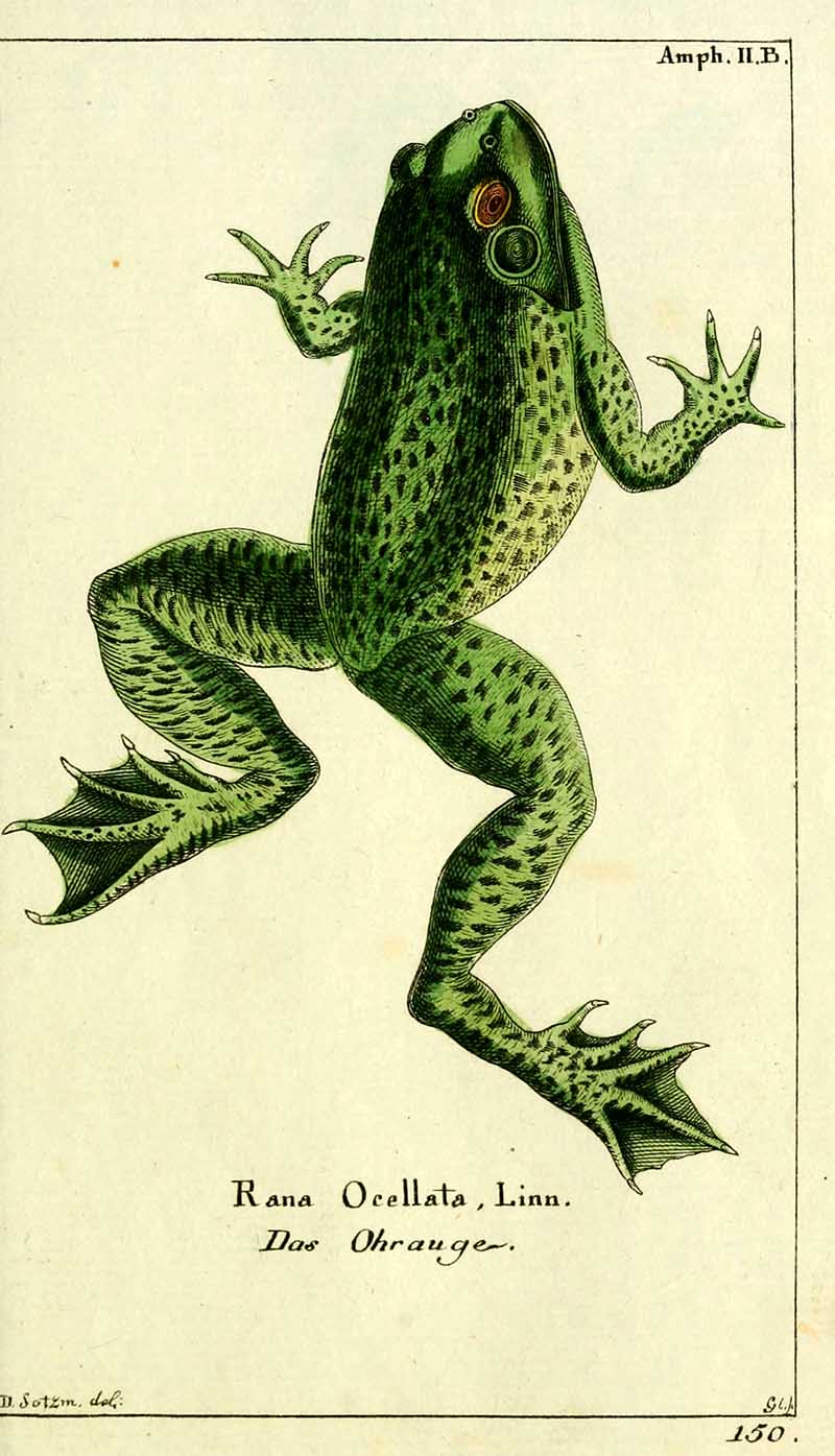 Wonderful Vintage Frog Illustrations To Print For Free - Picture Box Blue