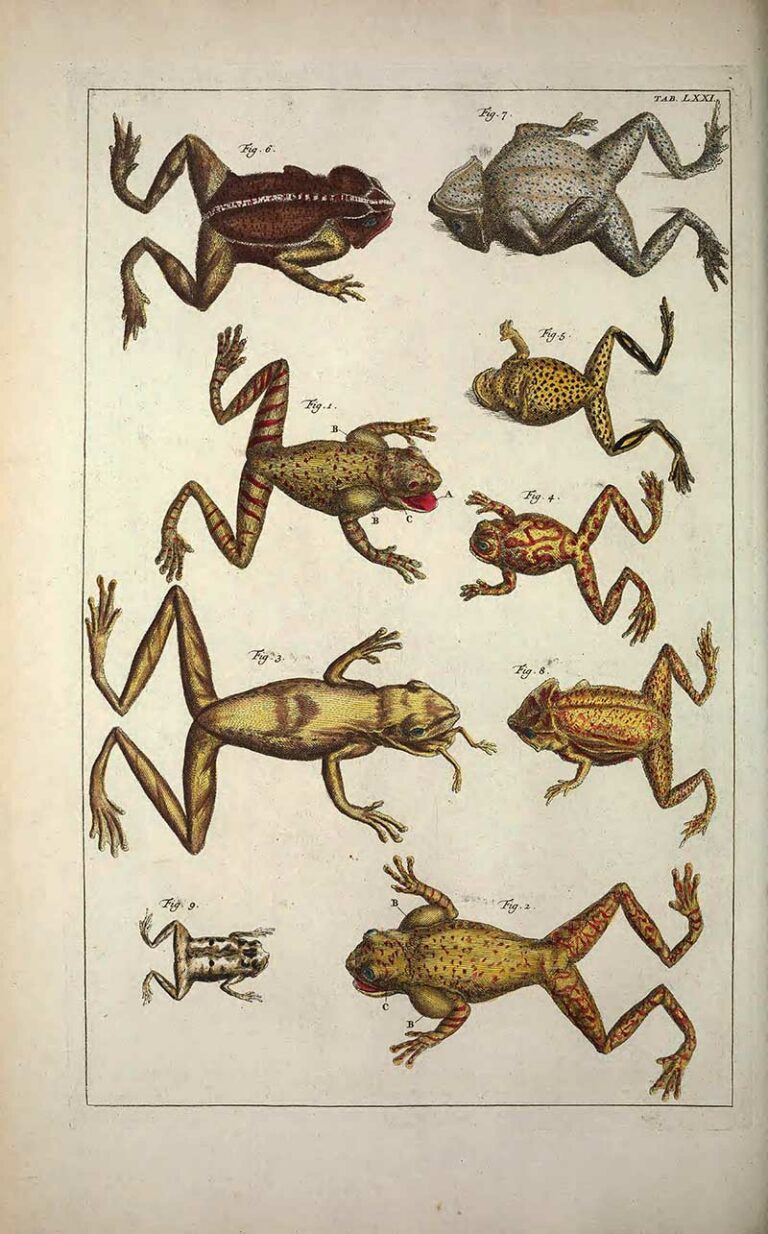 Wonderful Vintage Frog Illustrations To Print For Free - Picture Box Blue
